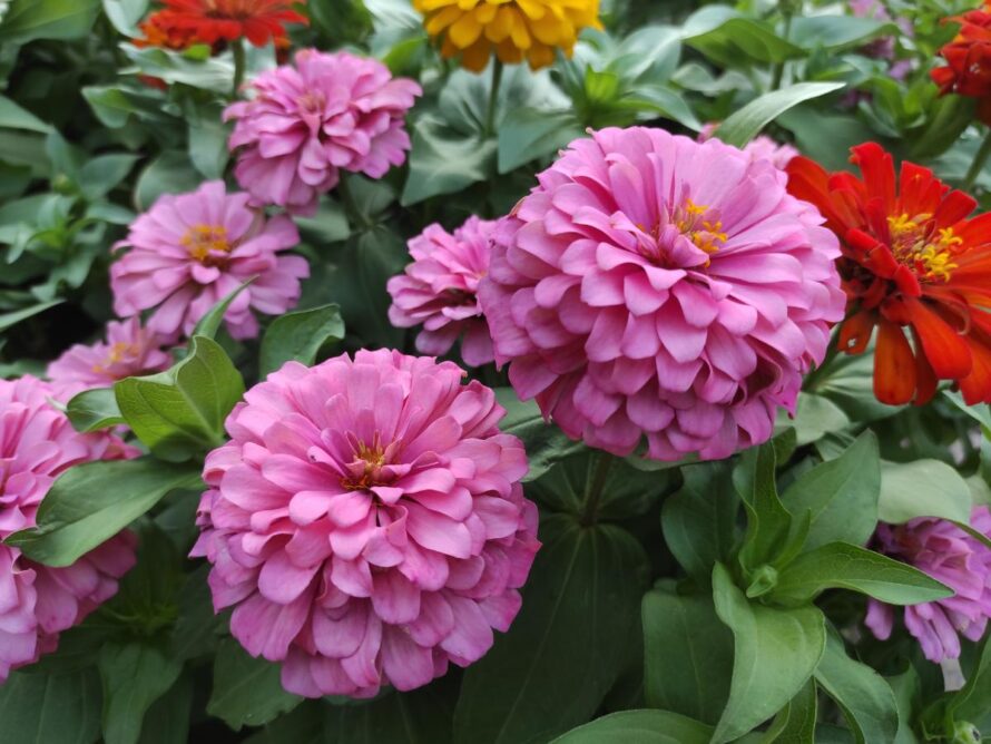 17 impresionantes flores que complementan a la perfección tu huerto ...